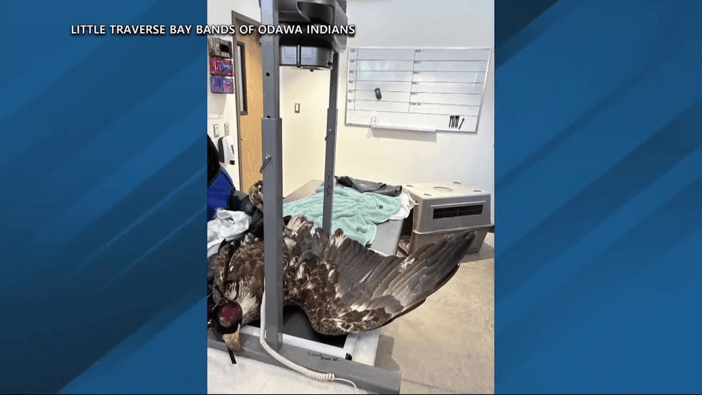 Welding students build custom X-ray stand for injured eagles