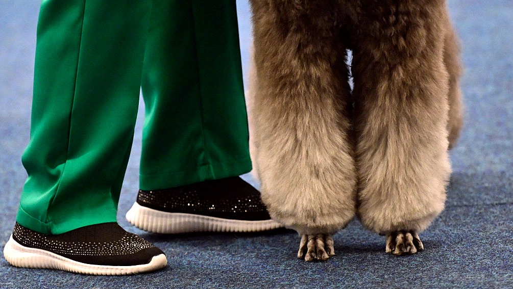 Why poodles are more than just pretty curls