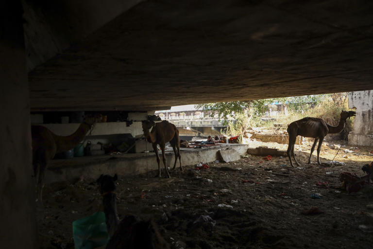 Forgotten by capital-dwellers, Hathi Basti clings to its elephant legacy