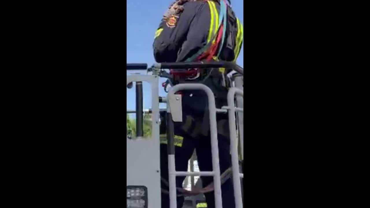 Cat refuses to let go of firefighter after tree rescue in Spain