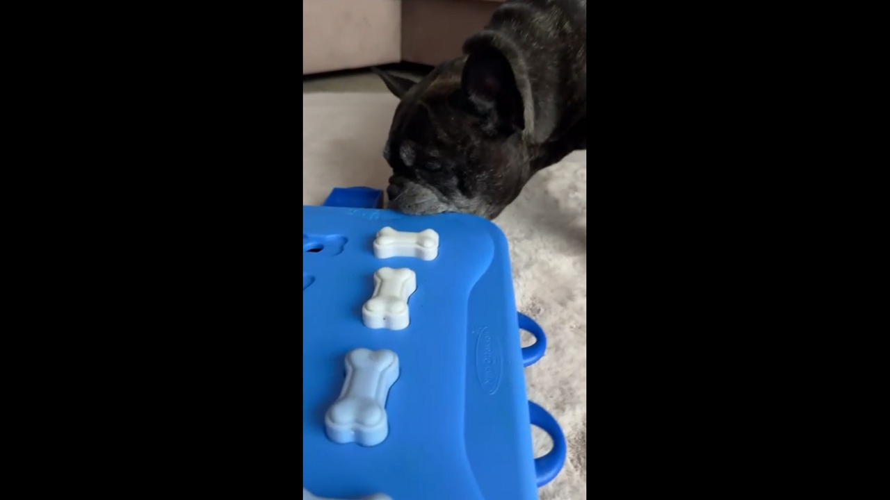 Zelma the Frenchie masters smart toy game: unlocking treats in ...
