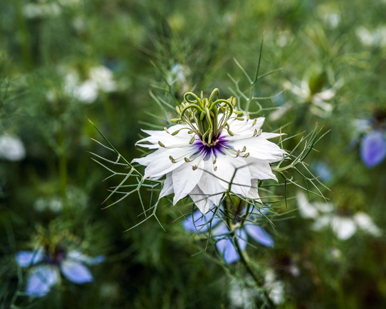 8 fling-and-forget flower seeds to scatter before spring ends for ...
