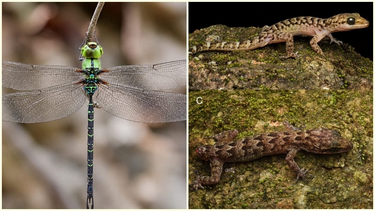 Gecko found in Assam, dragonfly in Arunachal: Northeast buzzing with ...