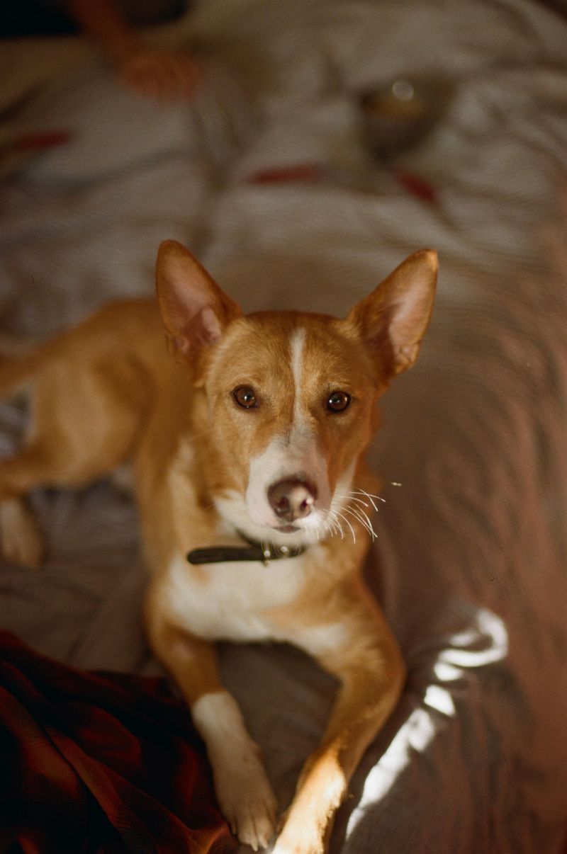 12 fiercely independent dog breeds that don't care about pleasing everyone