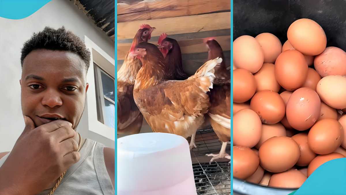 Young farmer celebrates breakthrough as he showcases poultry farm progress