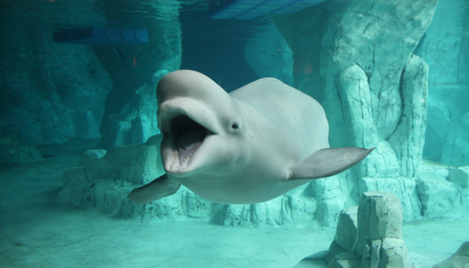 Los científicos descubren indicios de autoconciencia en las ballenas beluga