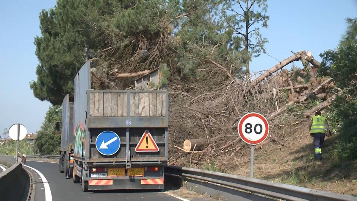 Limpeza de terrenos deixa troço do IC2 cortado no sentido norte-sul