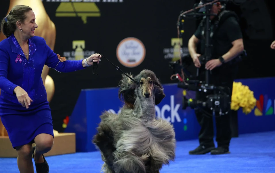 Why ancient dog breeds still steal our hearts