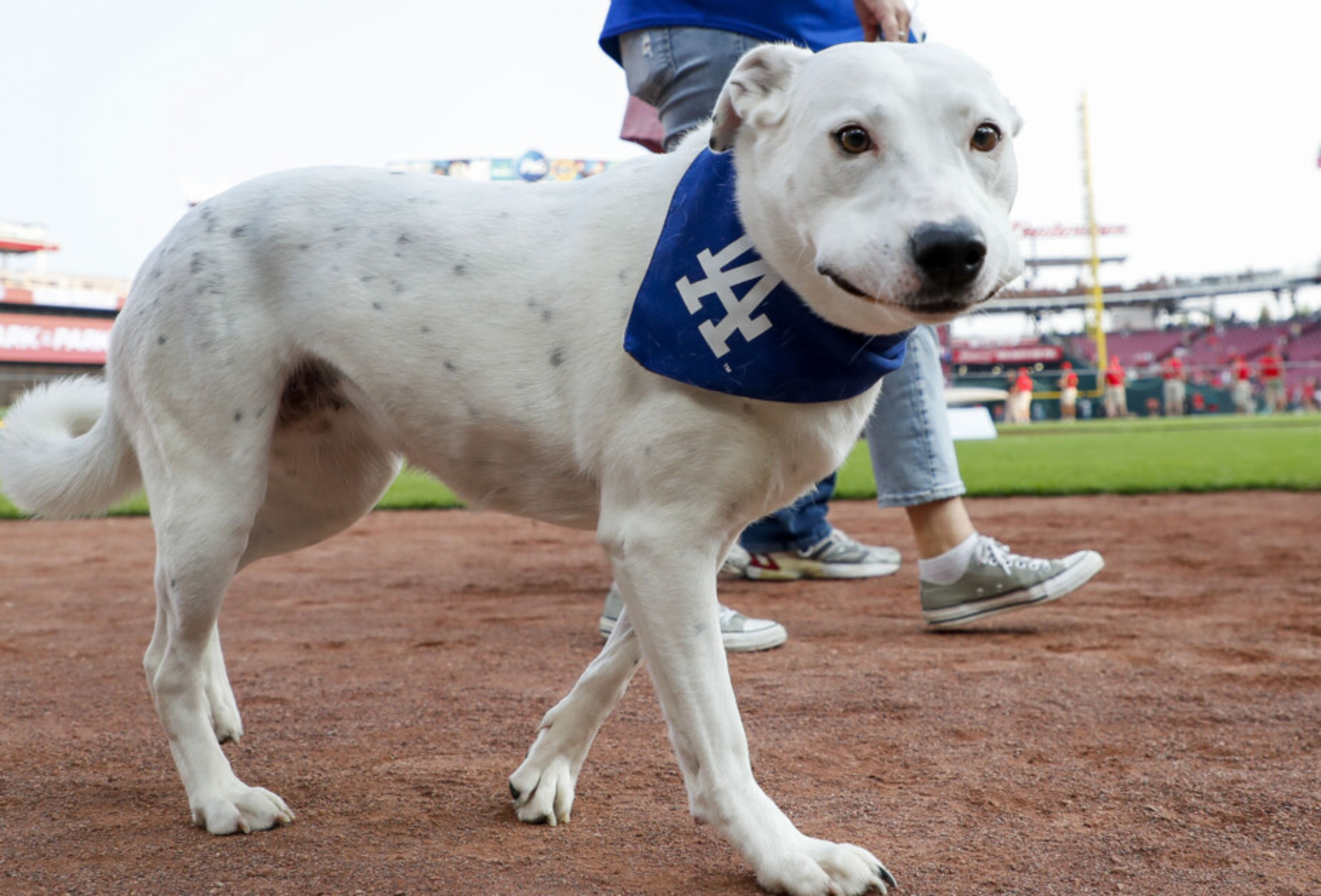 Dodgers’ affiliate Tulsa Drillers suspending bat dog program after ...