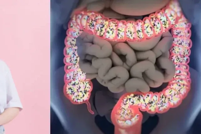 Harvard revela cómo recuperar la microbiota intestinal después de tomar ...