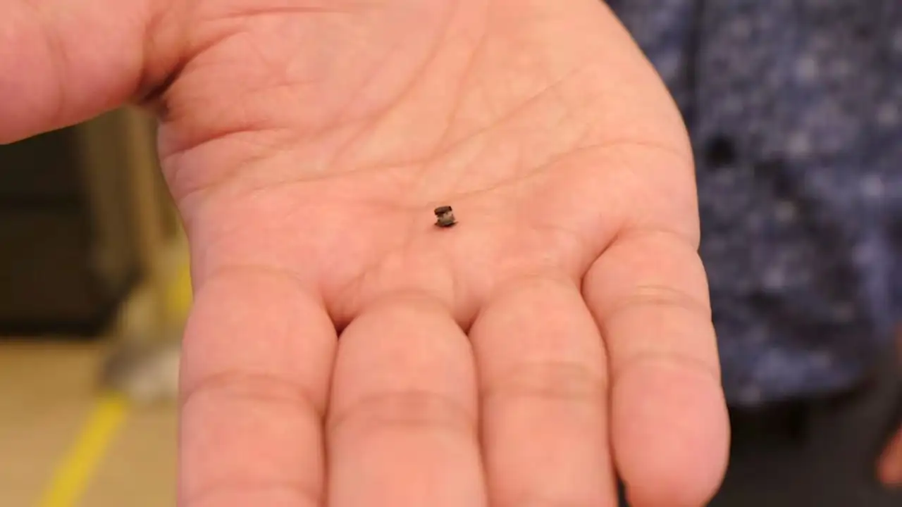 Este robot del tamaño de una semilla puede cambiar entre cinco ...