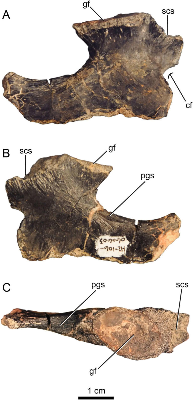 Scientists just found a 'fake dinosaur', walked on two legs like a ...