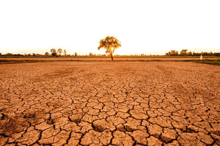 Canicule : l’ONU alerte sur des « niveaux record » de chaleur, liés au ...