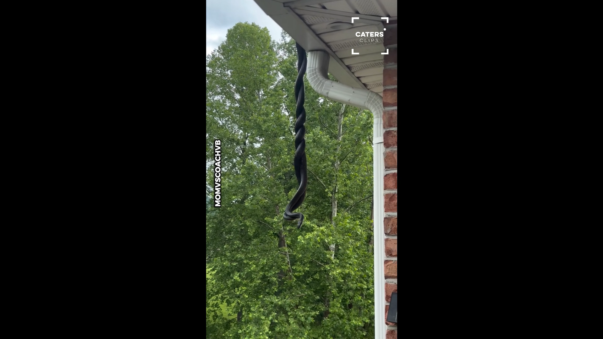 Woman shocked after finding two snakes tangled and hanging from patio ...
