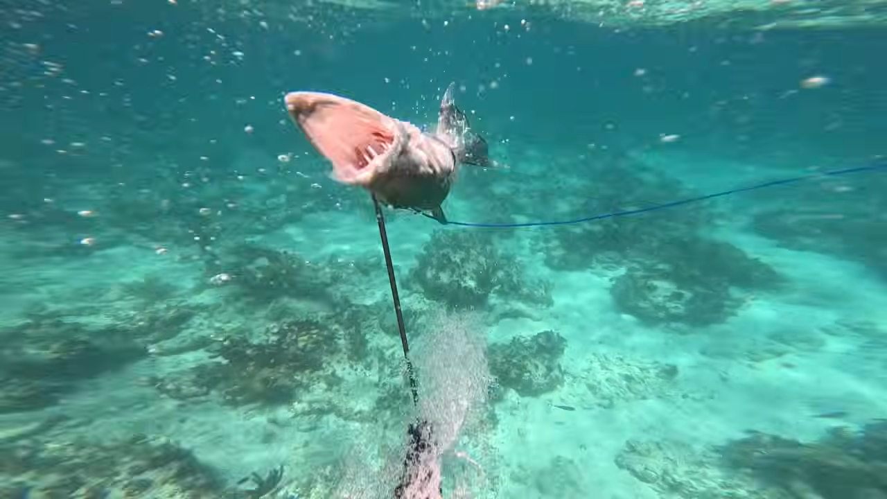 He almost lost his face after a big deadly fish came at him