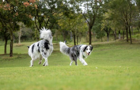 Rescue dog reunites with brother after adoption and reaction will leave ...