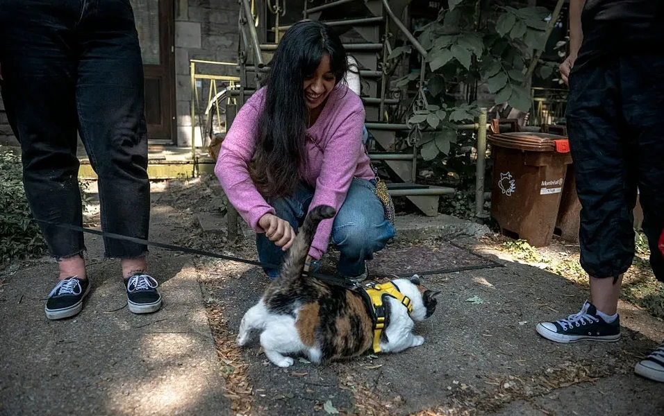 Adventure cats trend grows as experts urge caution