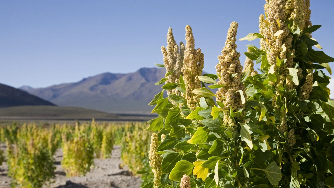 Quinoa swaps that boost your daily nutrition