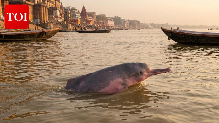 Where to spot pink dolphins in India: Best places to see rare river ...