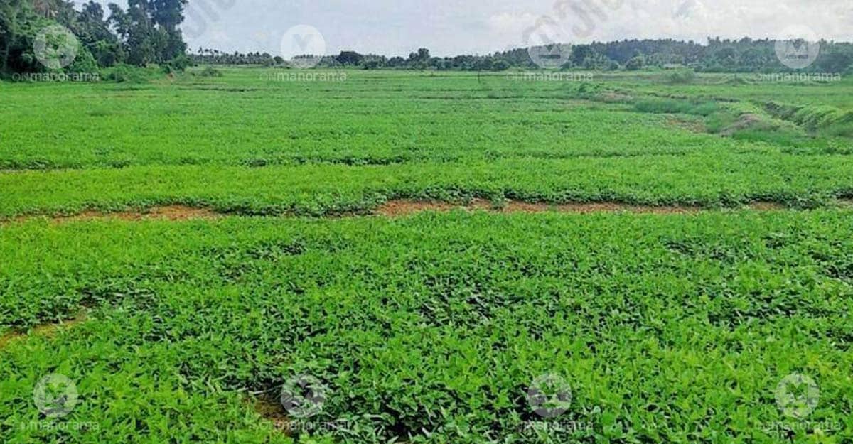 Kerala’s first black gram intercrop experiment ready for harvest in ...