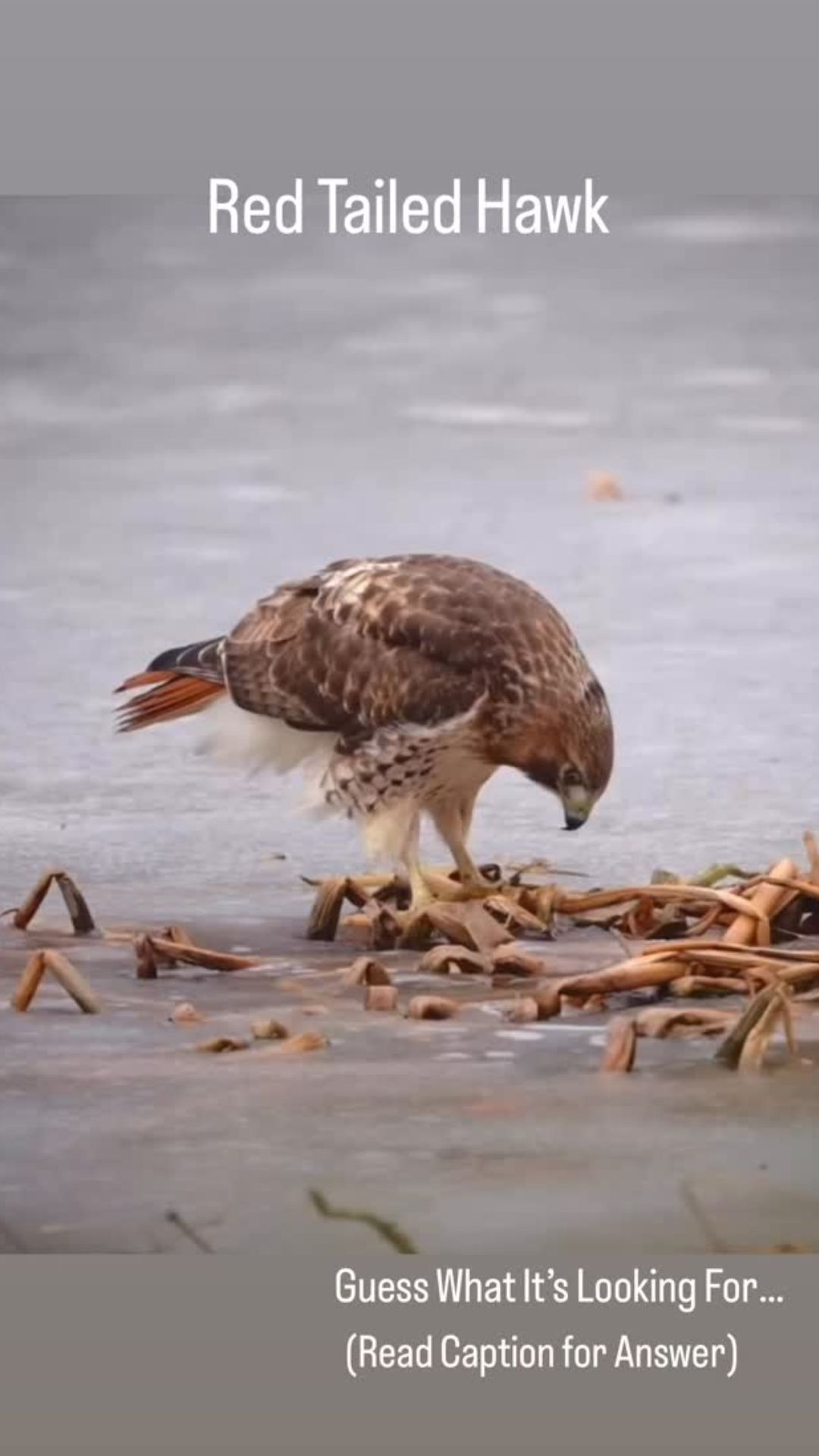 Witness a red tailed hawk devour prey in the wild