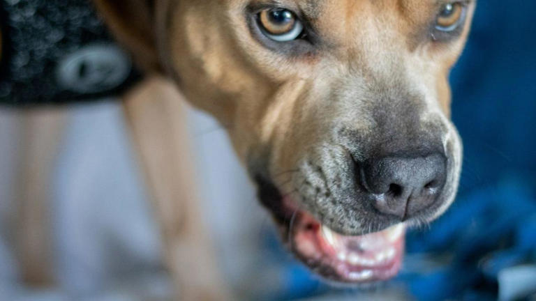 Día Mundial del Perro sin Raza: Mitos sobre los perros mestizos