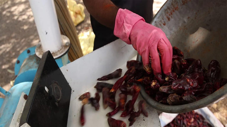 Gujarat: Modern nursery farming boosts chilli yields for Rajkot farmers