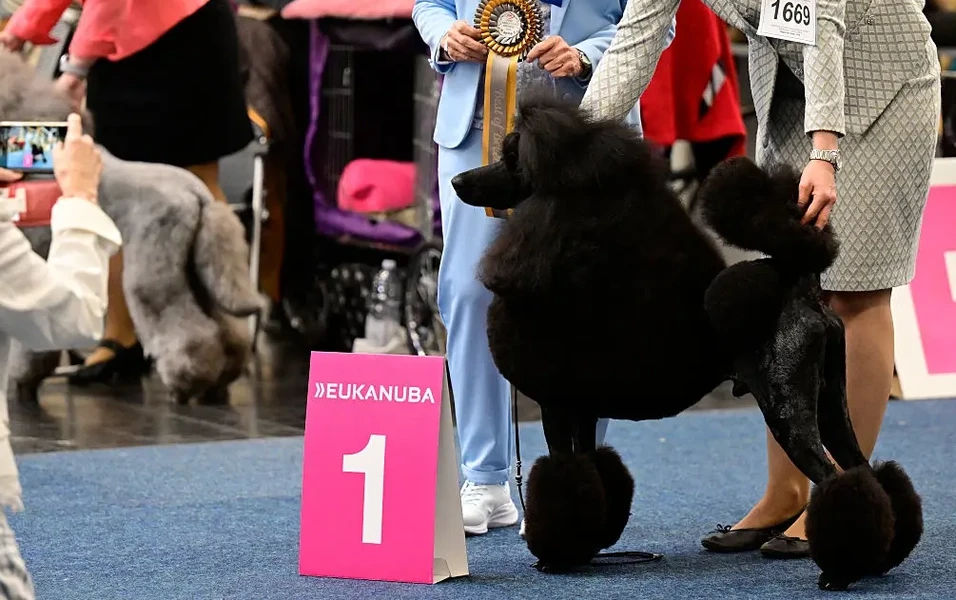 Why poodles are more than just pretty curls