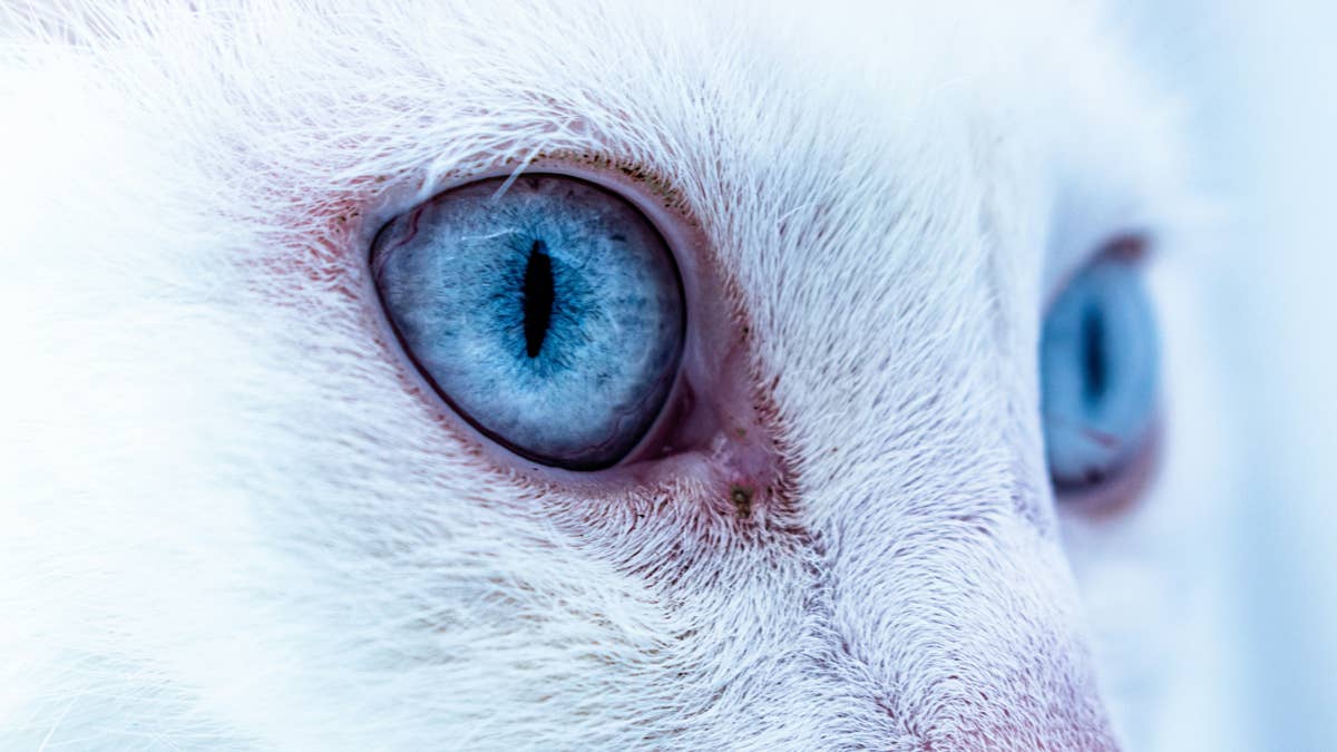 Persian cat with 'werewolf syndrome' rebels against being brushed and ...