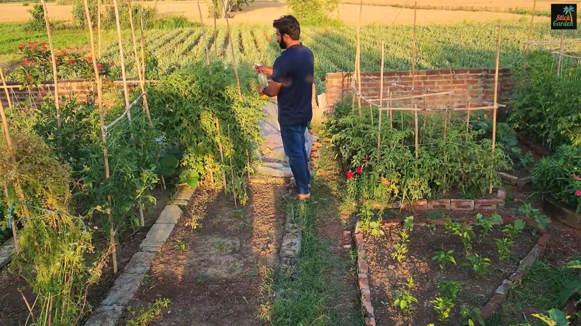 DIY natural aphid killer: Safe & effective garden spray