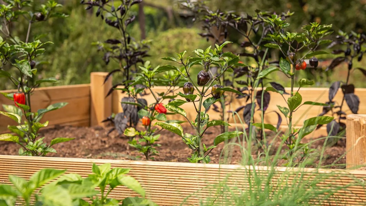 7 mistakes to avoid when starting your first raised bed