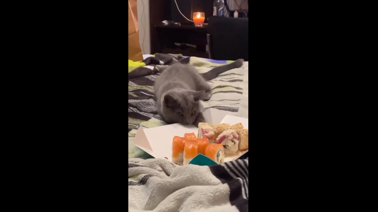 Curious kitten Stepan discovers fish smell for the first time ...