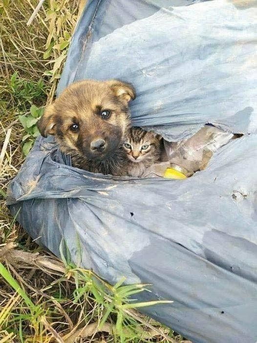 Trova un cagnolino e un gattino in un sacco nero e decide di portarli ...