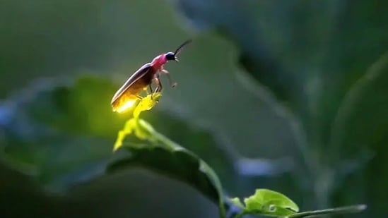 Experience the magic of fireflies in Maharashtra's Sahyadris this pre ...