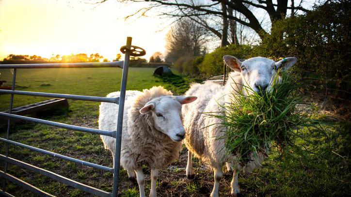 Rural crime 'constant' and unreported, says farmer