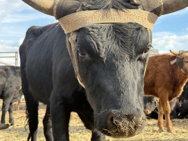 Red Deer celebrates return of pro rodeo