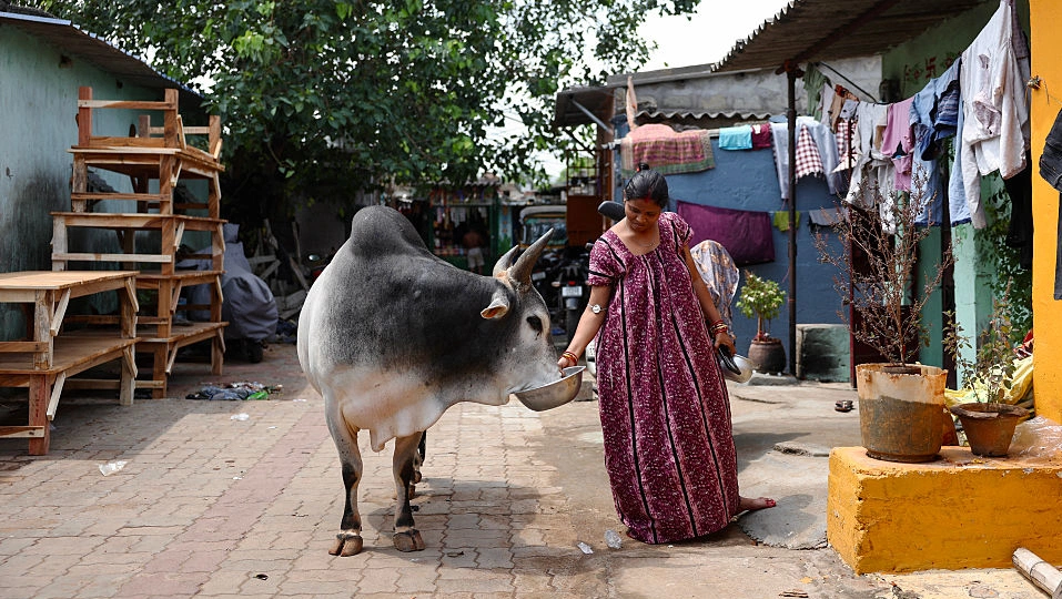 Muslim leaders renew push to declare cow national animal