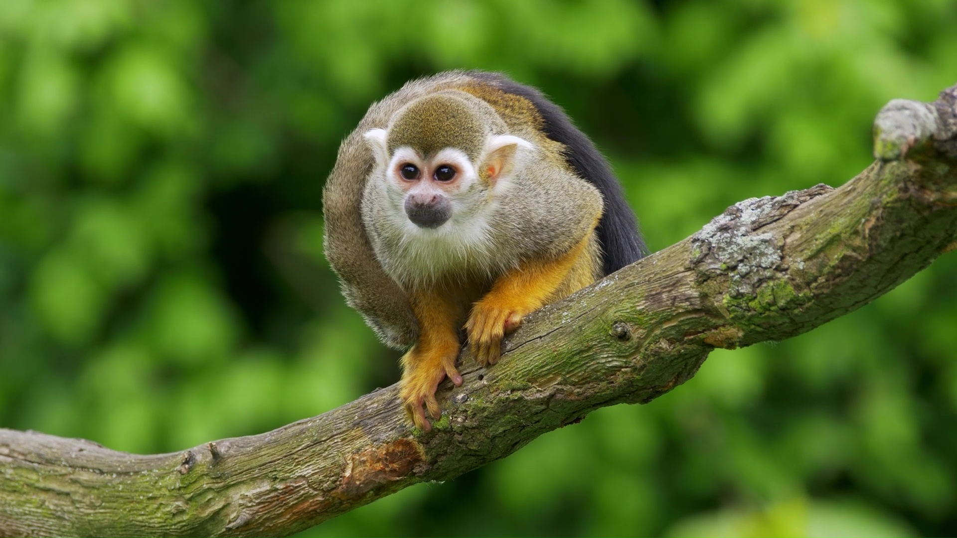 Adorable squirrel monkey carefully exploring its natural habitat