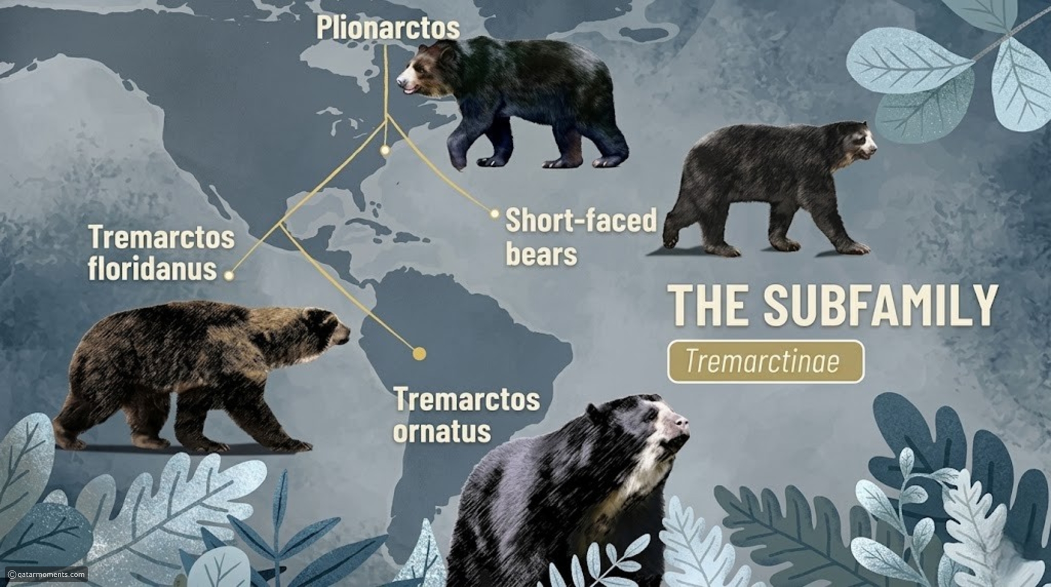 Meet the massive bear that once dominated North America