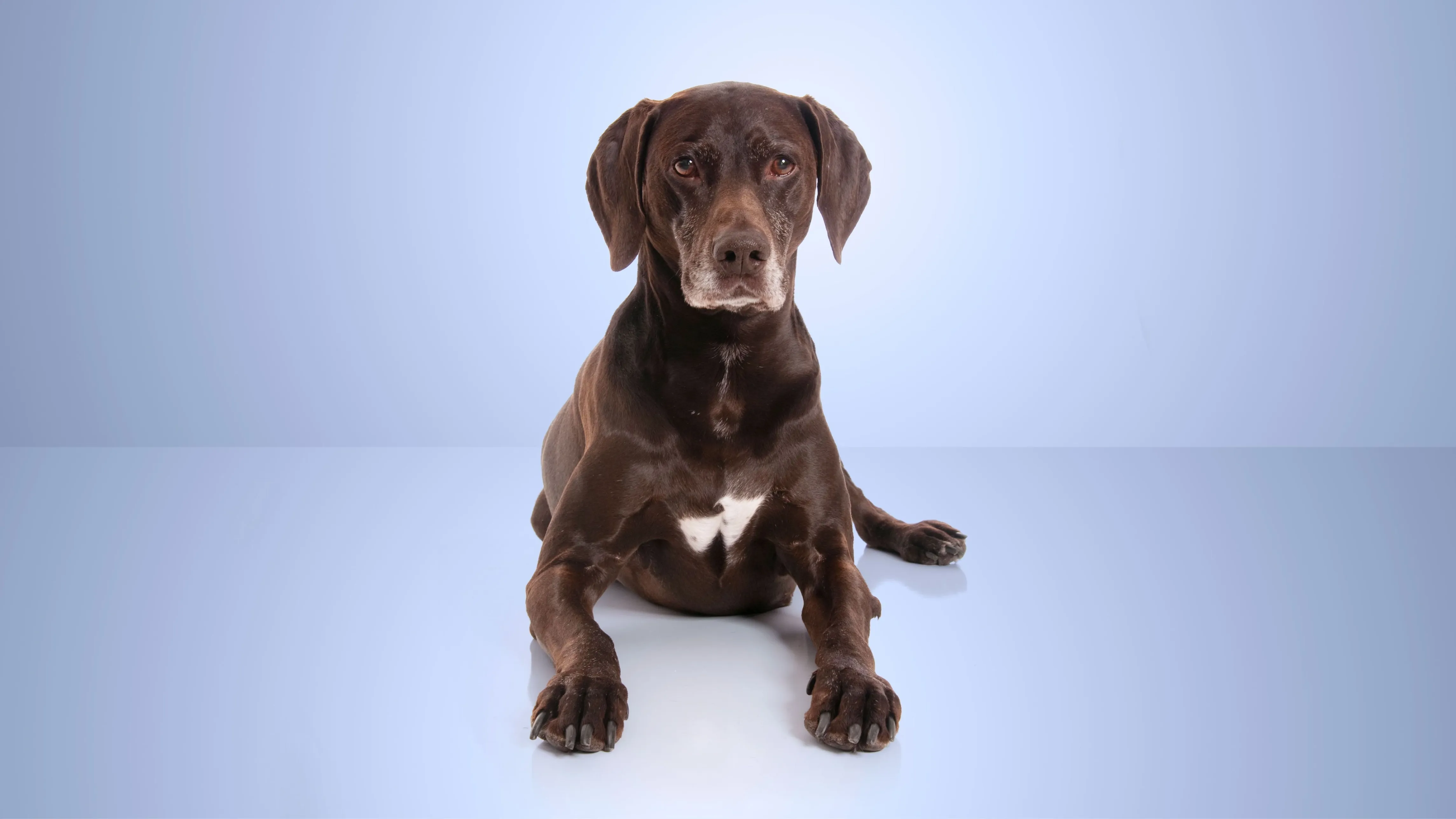 The best pet insurance in Minnesota for 2026