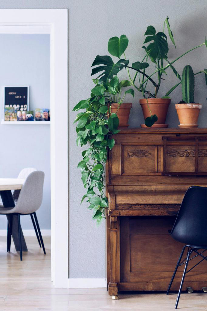 Las plantas de interior que puedes cultivar en casa con poca luz ...