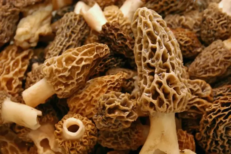 Why morel mushrooms are disappearing—and it’s not just a bad season