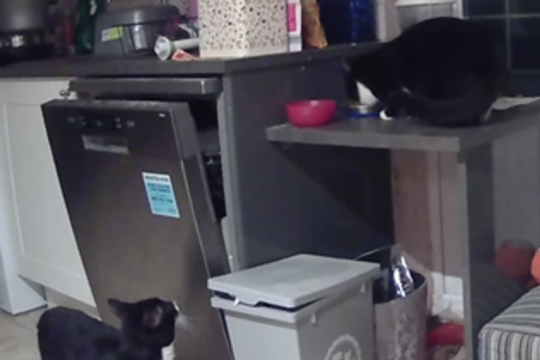 Moment Lincolnshire family discover neighbourhood cats secretly raiding ...