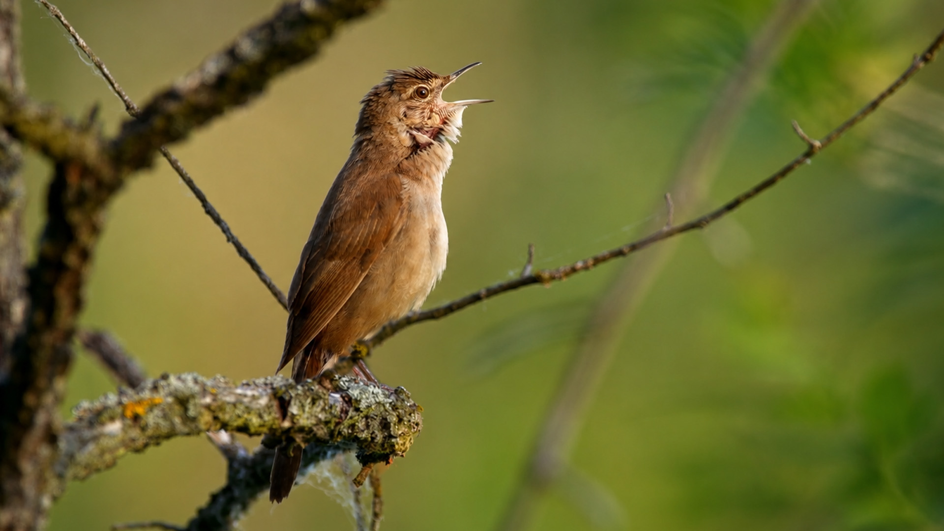 Un minuscule oiseau chanteur est apparu et a rempli la forêt de sons