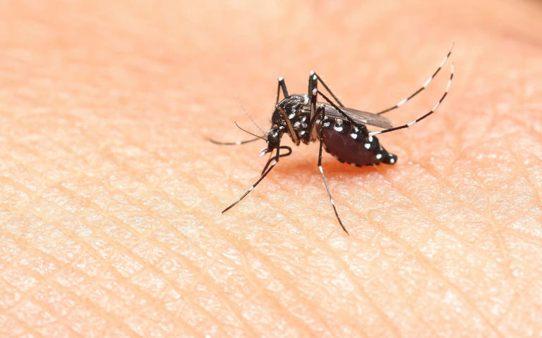 Le chikungunya pourrait se propager en Europe : le scénario épidémique ...