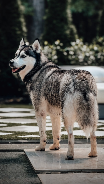 Classic Husky Energy, so far so good