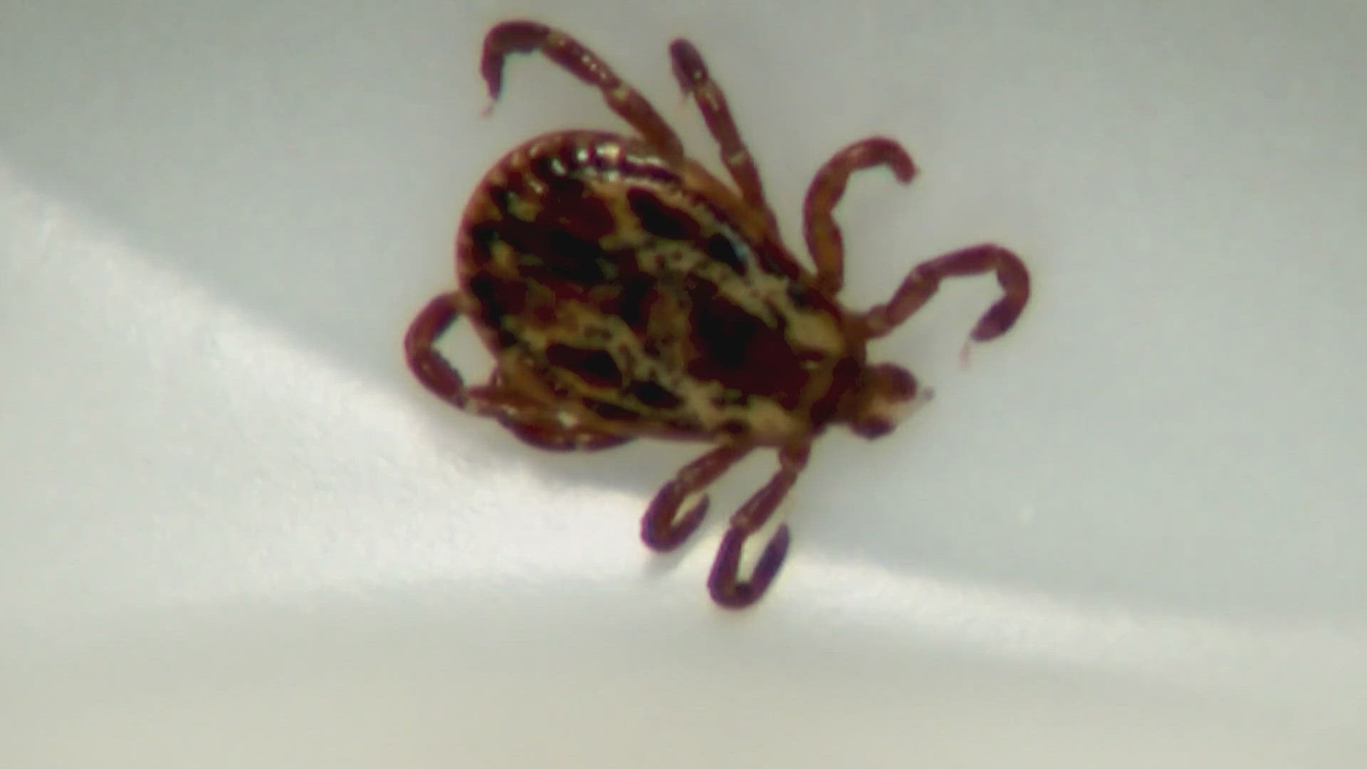 Tick-borne illnesses remain key concern for humans and animals this summer