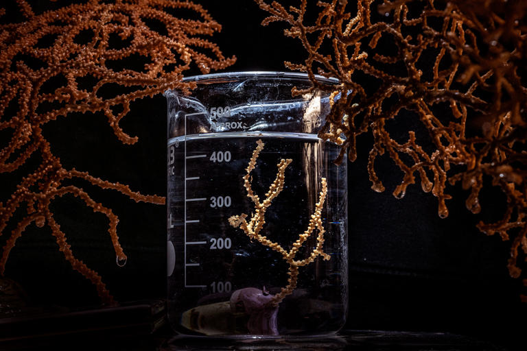 Inside the labs racing to save the world's coral reefs