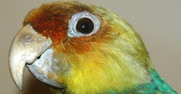 The forgotten tragedy of America’s only native parrot