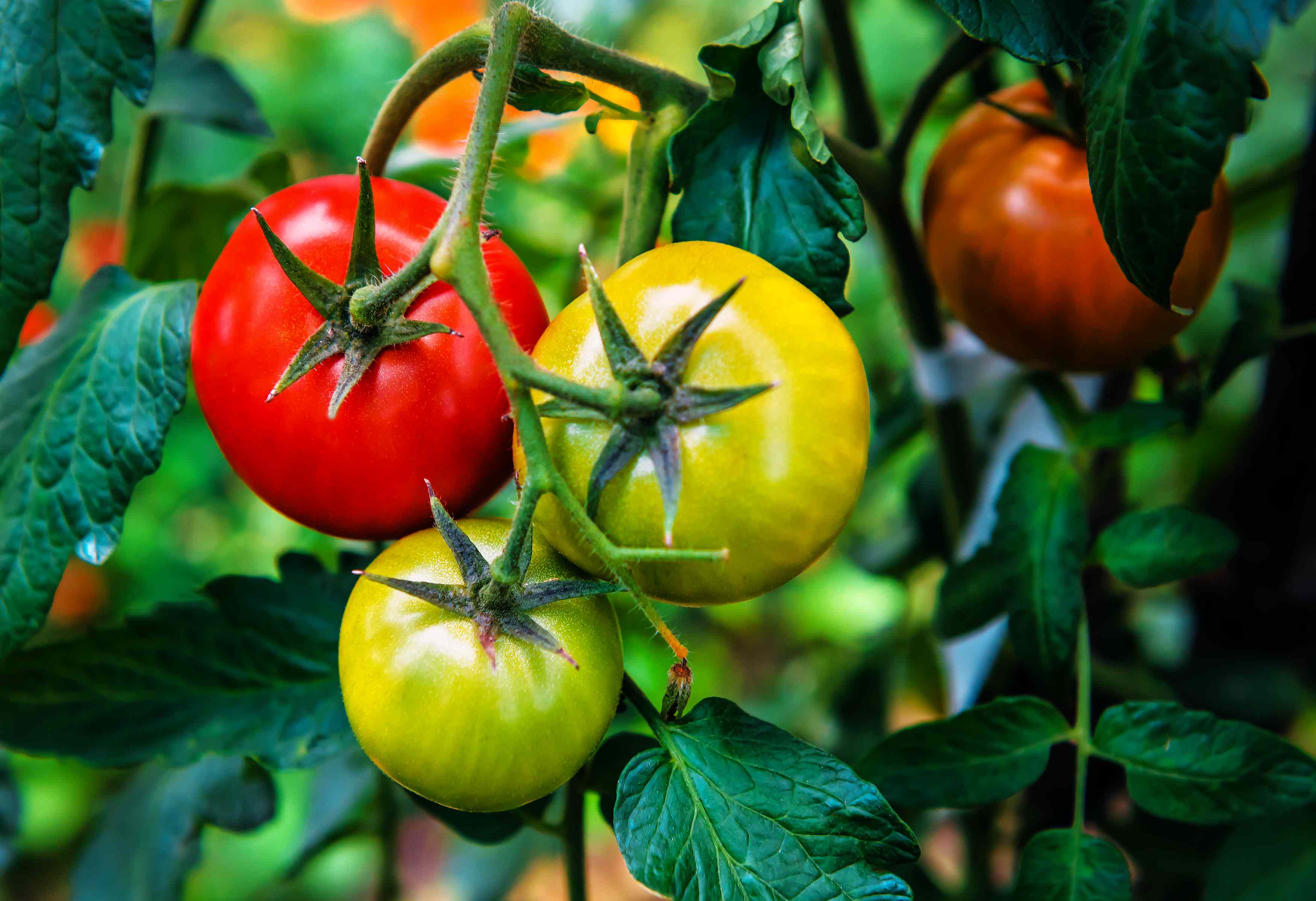 Are you watering your tomatoes at the wrong time? Experts reveal when ...